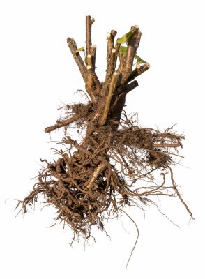 Get Shrub Root Removal - Schedule Service Today